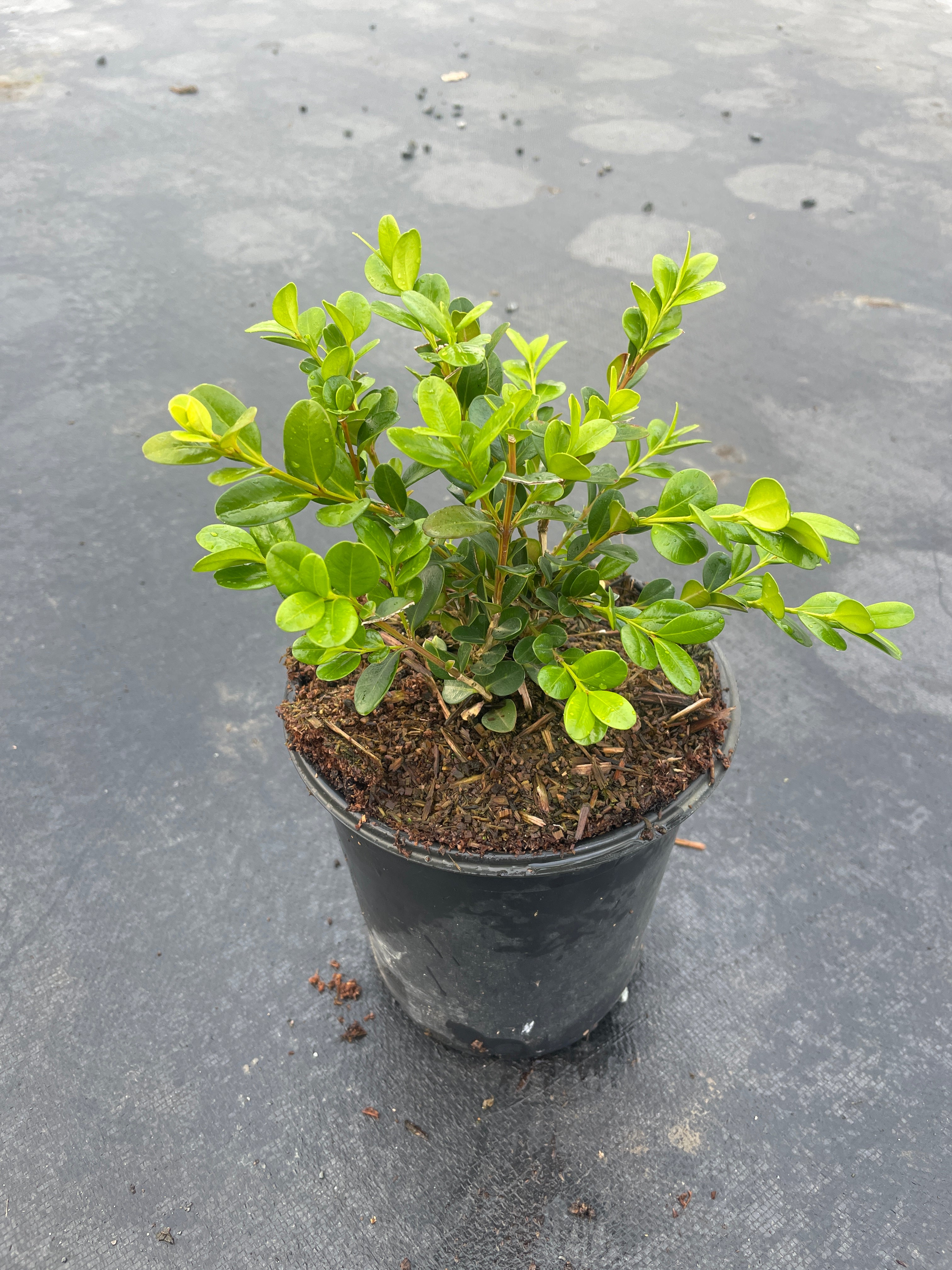 Buxus 'Winter Gem' - Winter Gem Boxwood – GetPlantsOnline