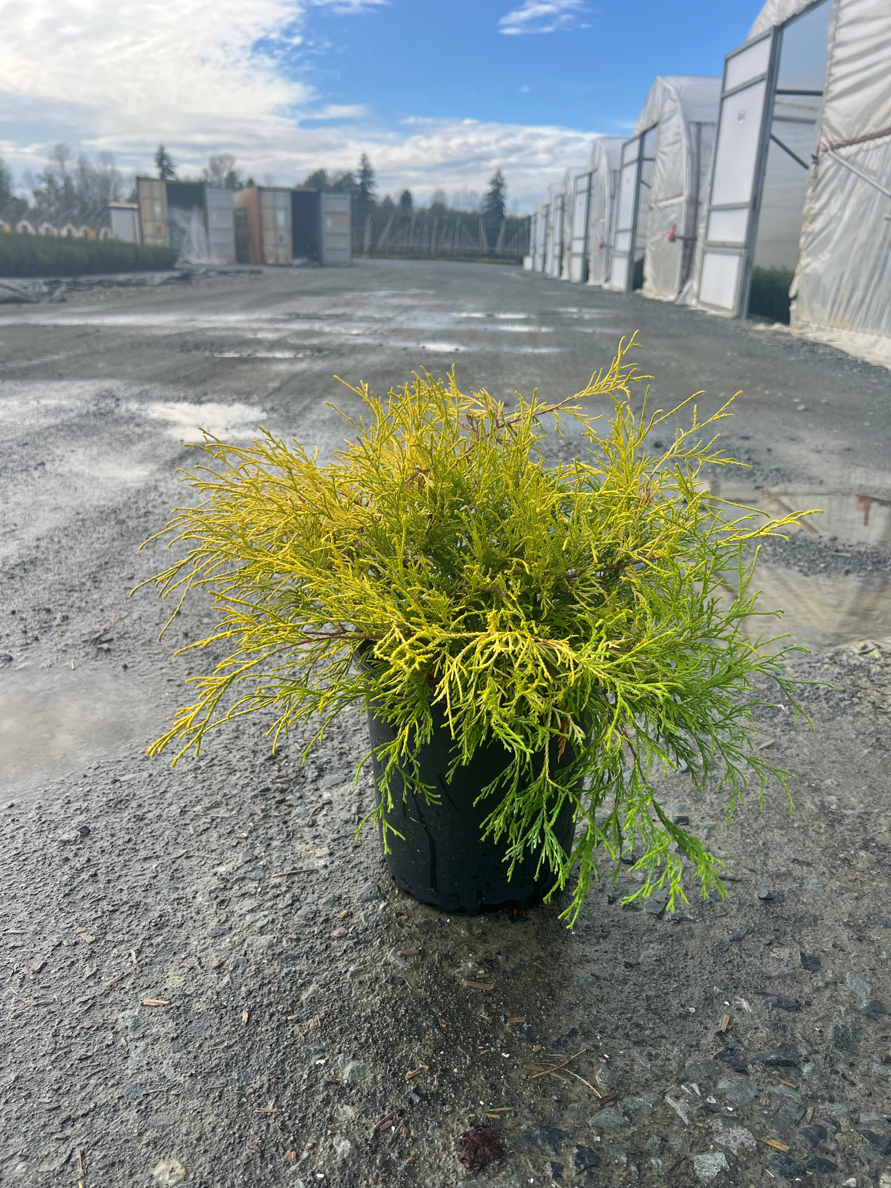 Buy Chamaecyparis Pisifera Lemon Thread Online – GetPlantsOnline