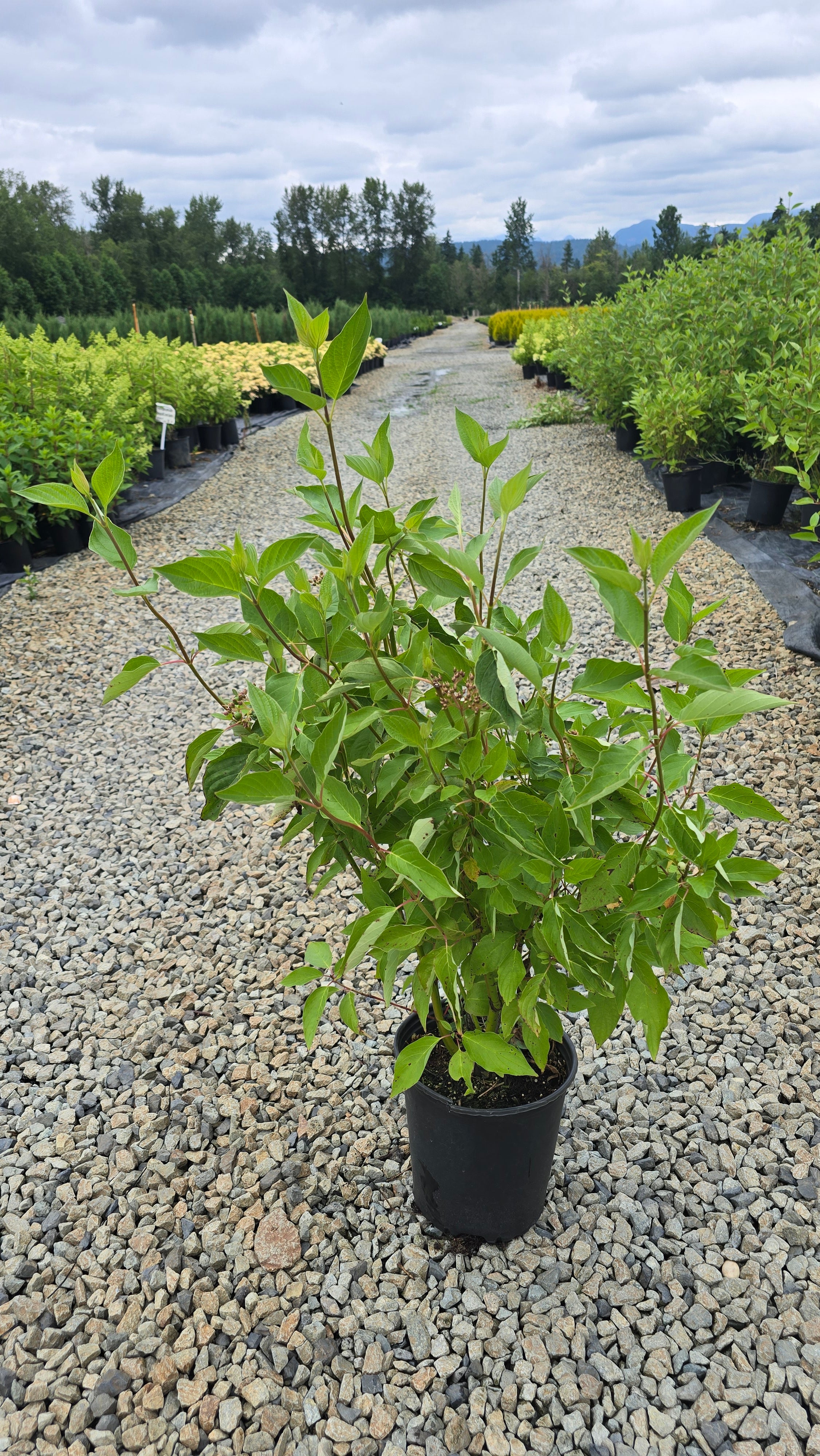 Cornus sericea – GetPlantsOnline