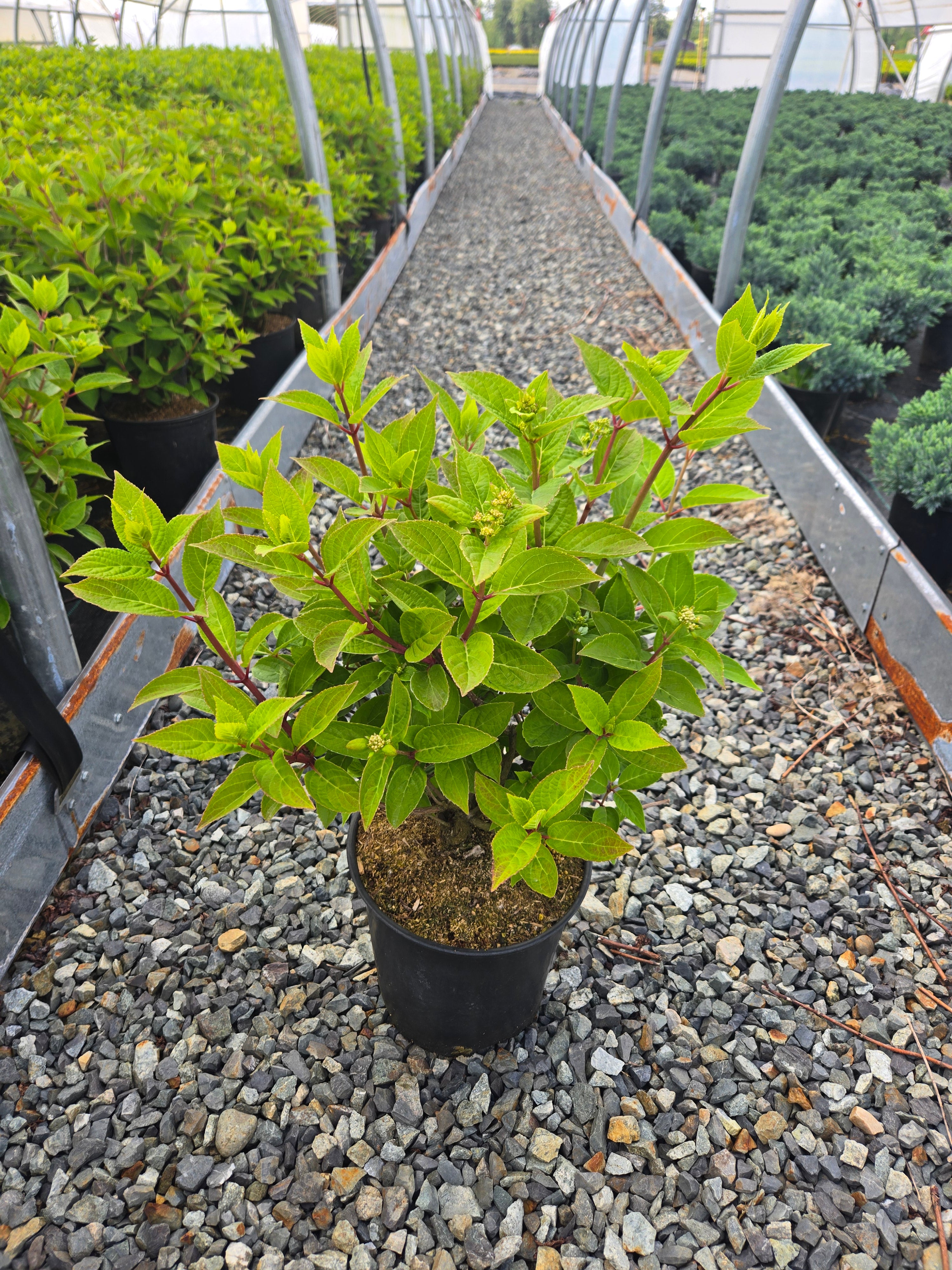 Hydrangea paniculata Early Evolution® ('AJ14') PP3983 – GetPlantsOnline