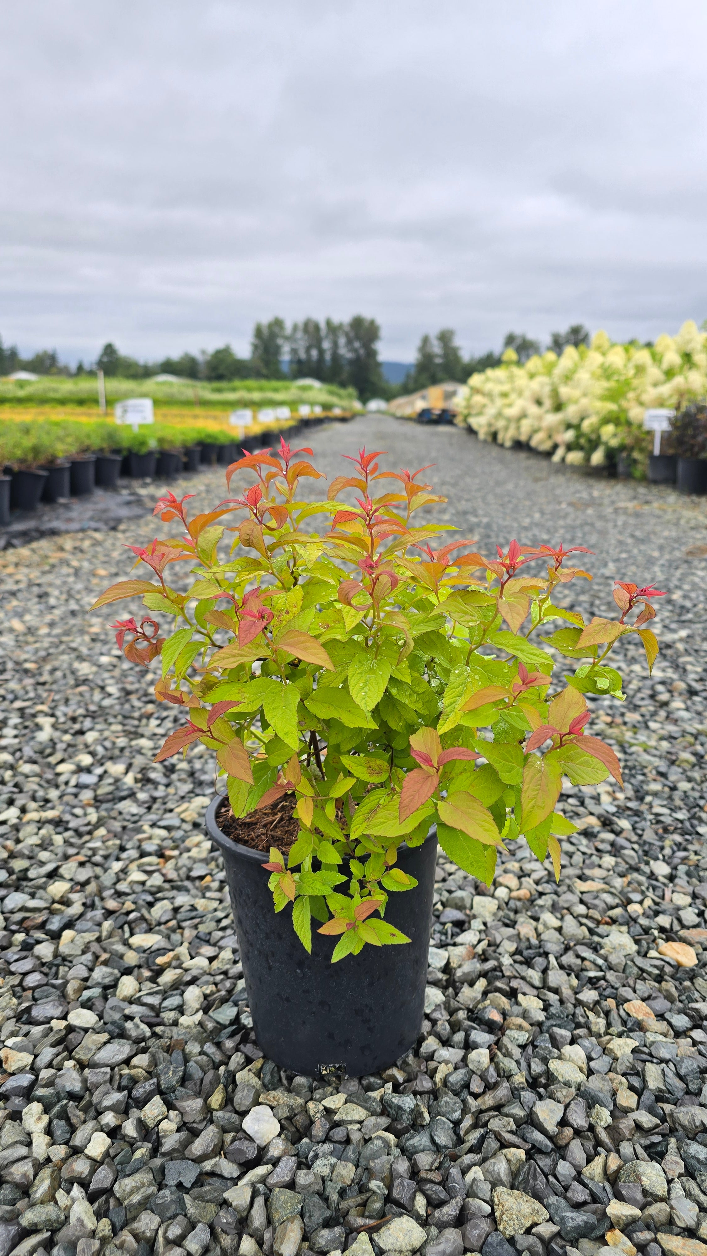 Buy Spiraea Japonica Goldflame Online - Get Plants Online – GetPlantsOnline