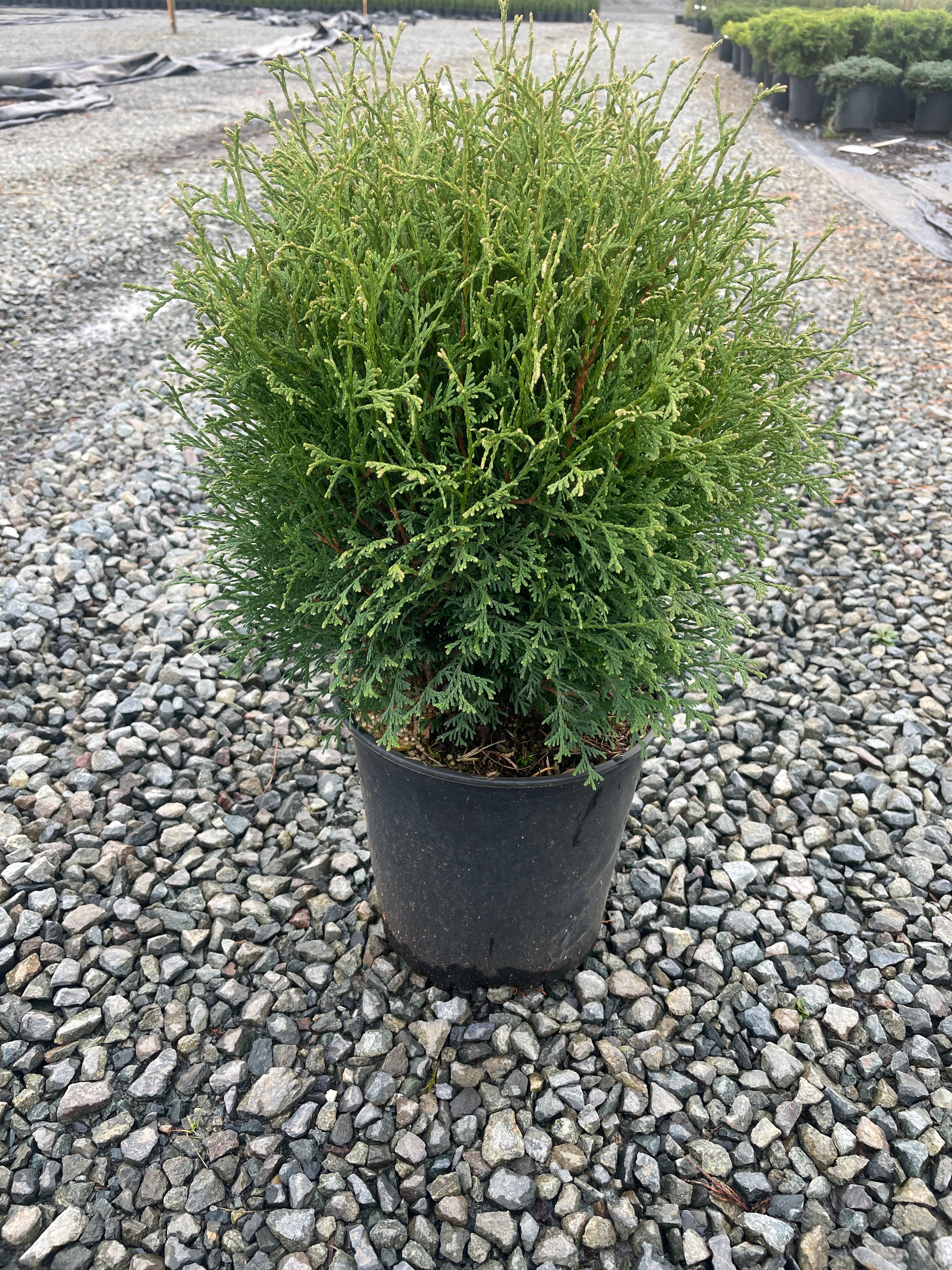 Buy Thuja Occidentalis Tiny Tim Online - Get Plants Online ...